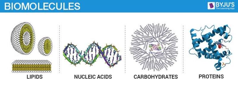 Biomolecules II – Lipids & Amino Acids - ClassNotes.ng