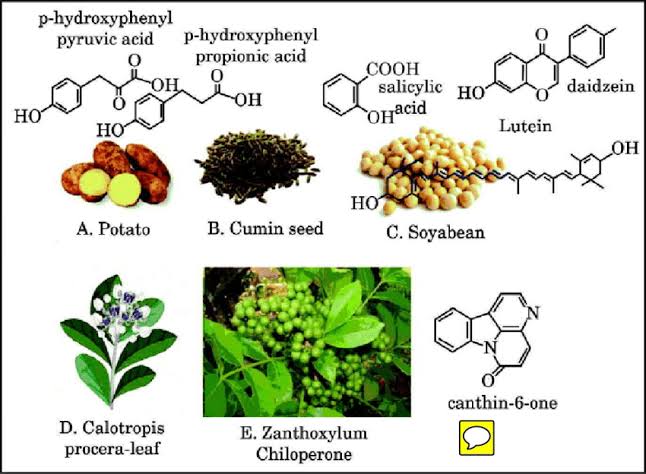 Natural Products Chemistry I - Class Notes