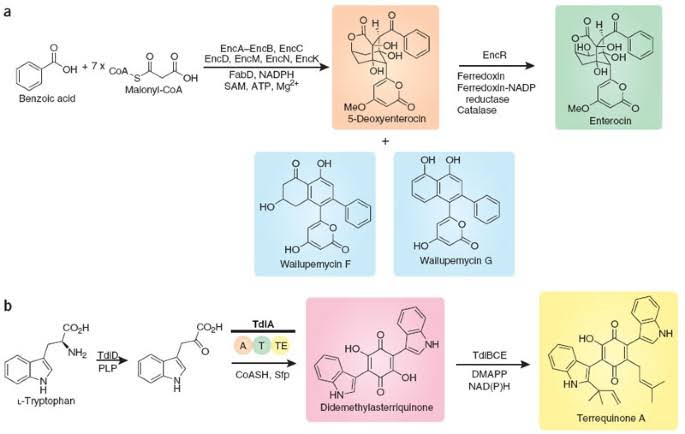 Natural Product Biosynthesis II - Class Notes