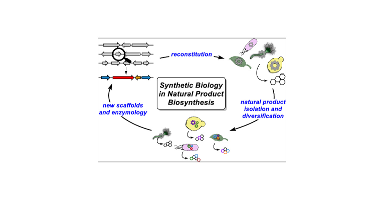 Natural Product Biosynthesis II - Class Notes