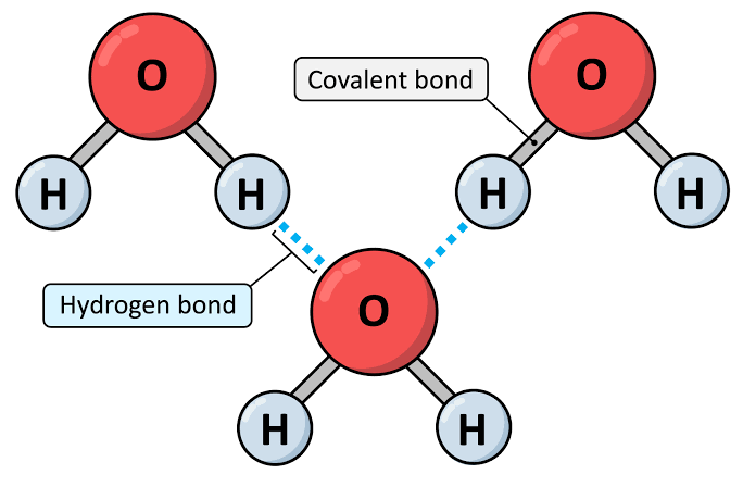 Hydrogen Bonding - Class Notes